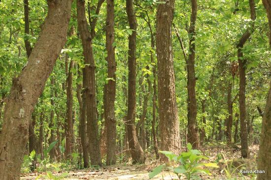 Sal/Sarai Chhattisgarh State Tree in india